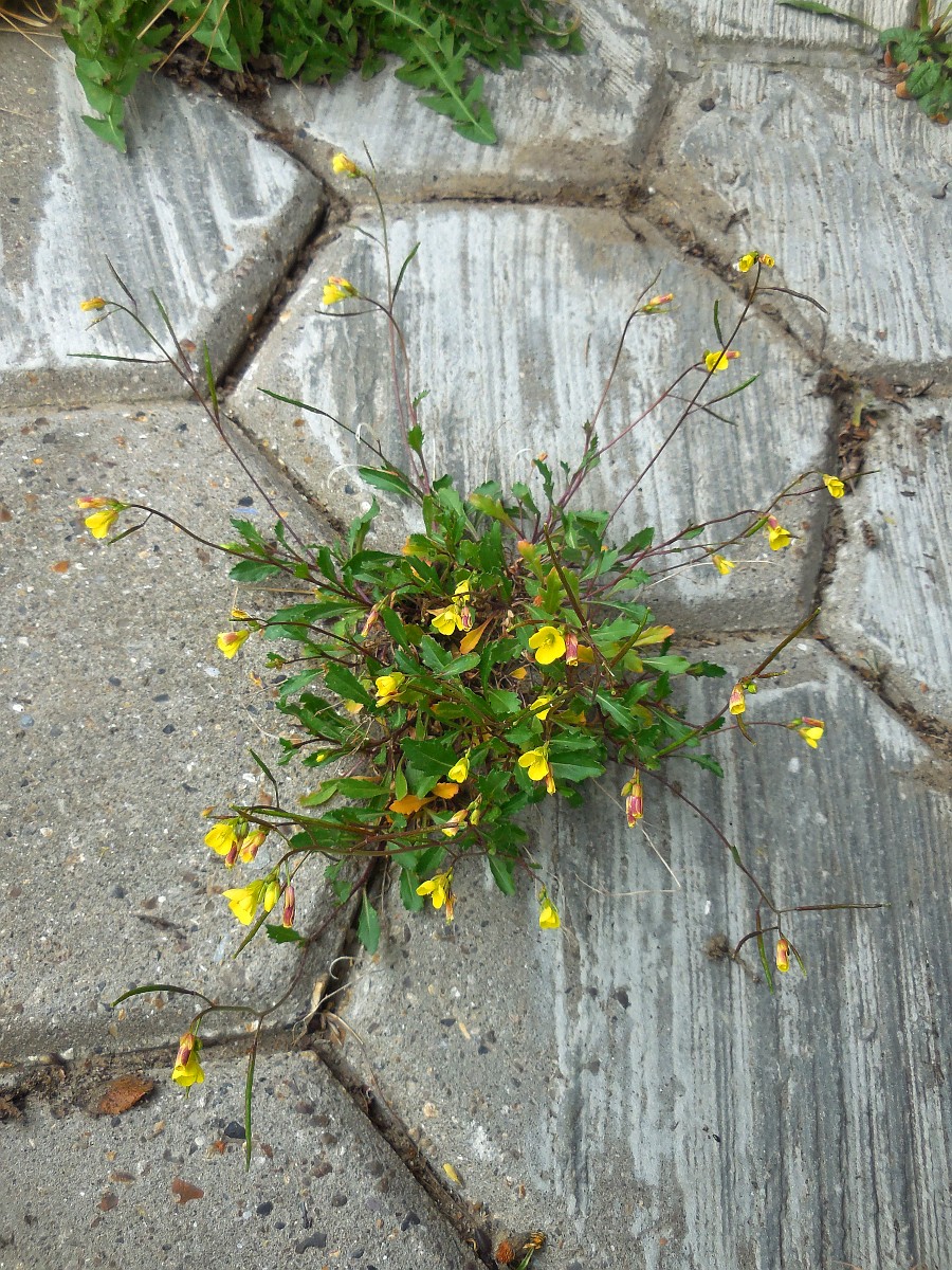 Diplotaxis muralis, Annual Wall-rocket